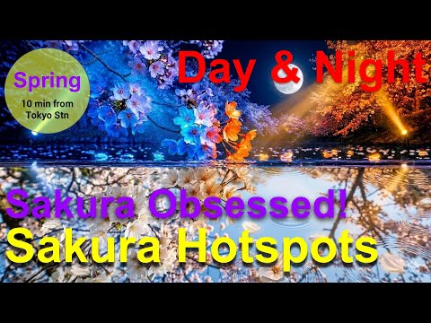 Sakura: Experience Japanese Spring at Yasukuni Shrine & Chidorigafuchi! | en-Spring-Summer