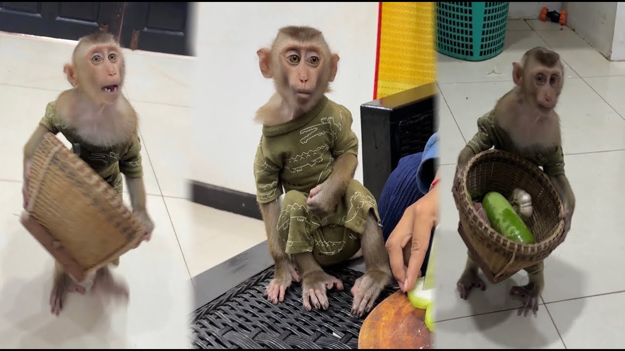 The baby monkey is the mother's assistant in cooking for the little ...