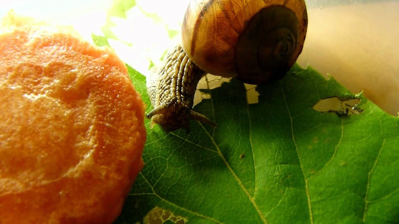 Sinistral Snail Makes Scraping Sound ヒダリマキマイマイがイワガラミ葉を摂食 - YouTube