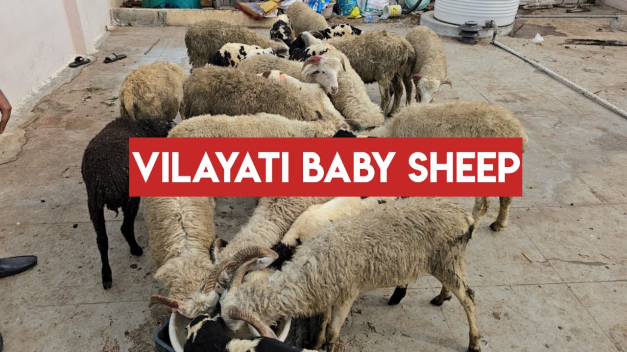 Vilayati baby sheep's lot available in Hyderabad Ghazi e millat colony ...
