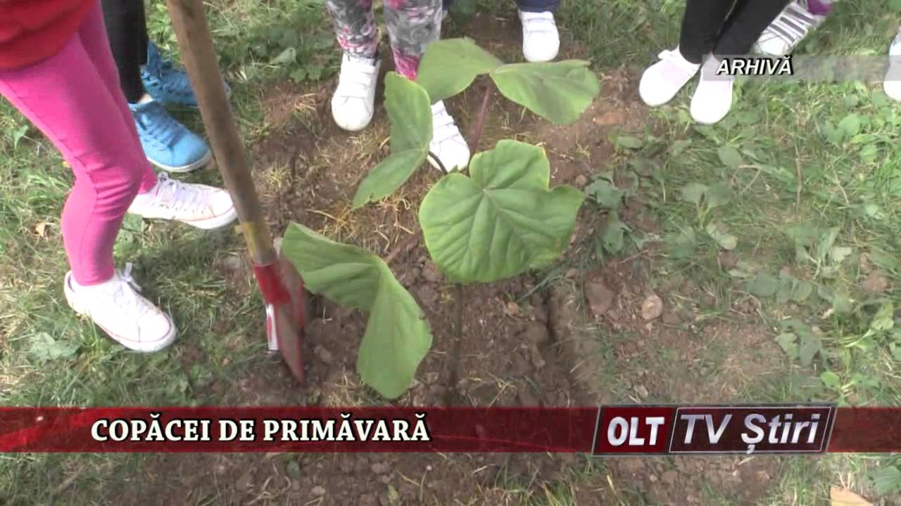 COPACEI DE PRIMAVARA 0203 - YouTube