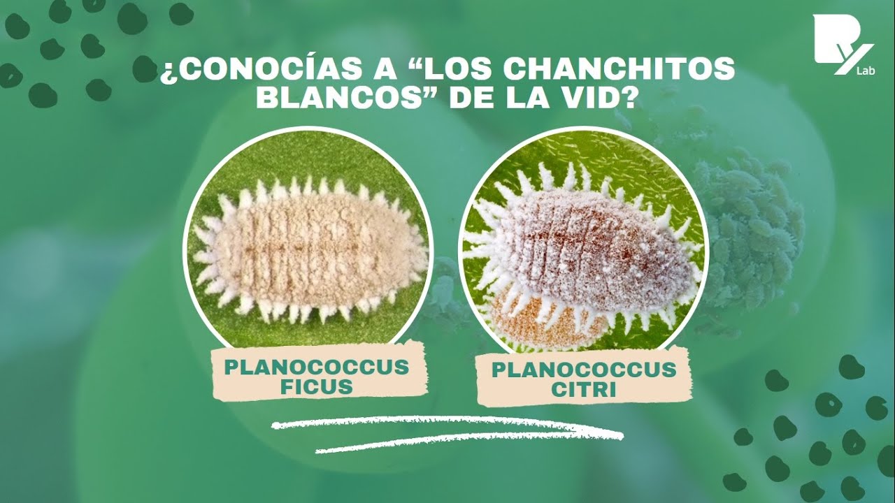 Control de chanchito blanco con Beauveria Bassiana - YouTube