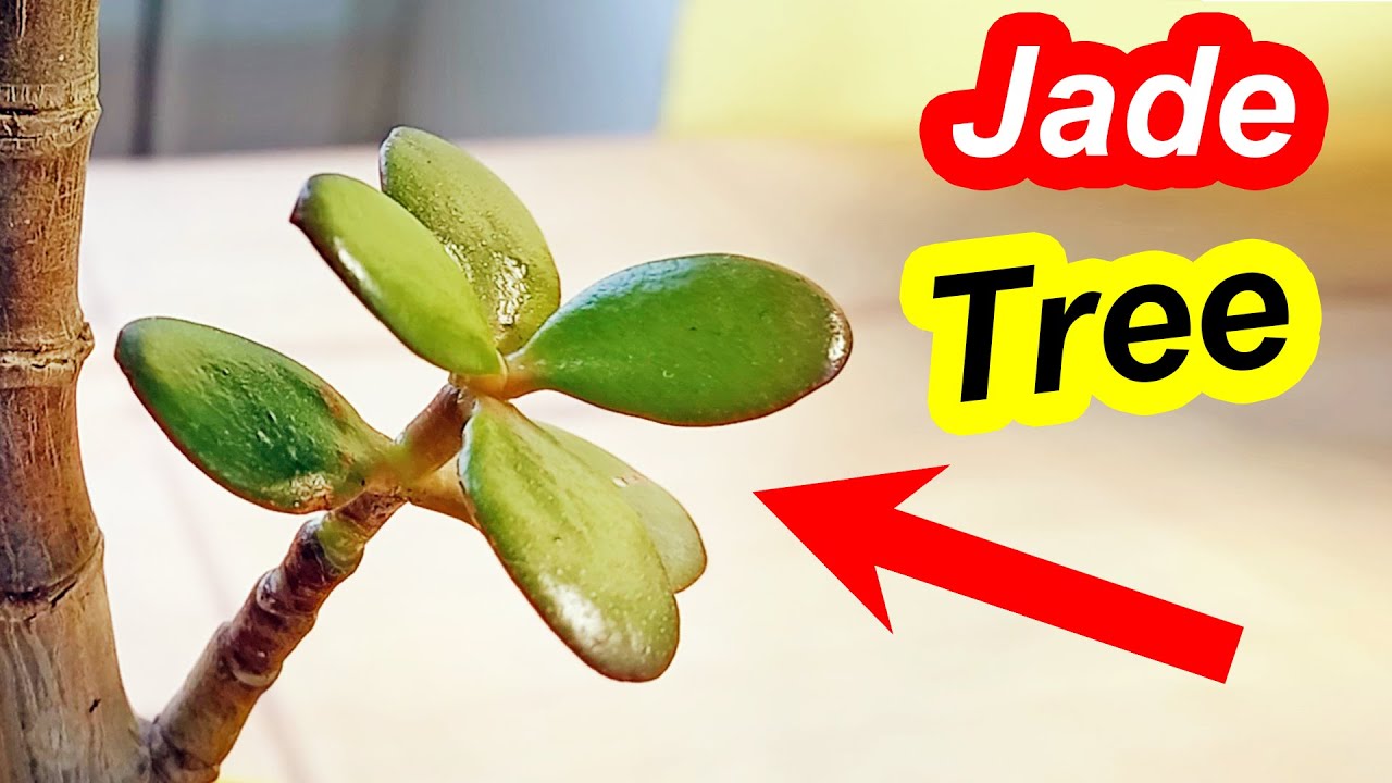 Update on my Jade tree + Pruning by leaves - YouTube