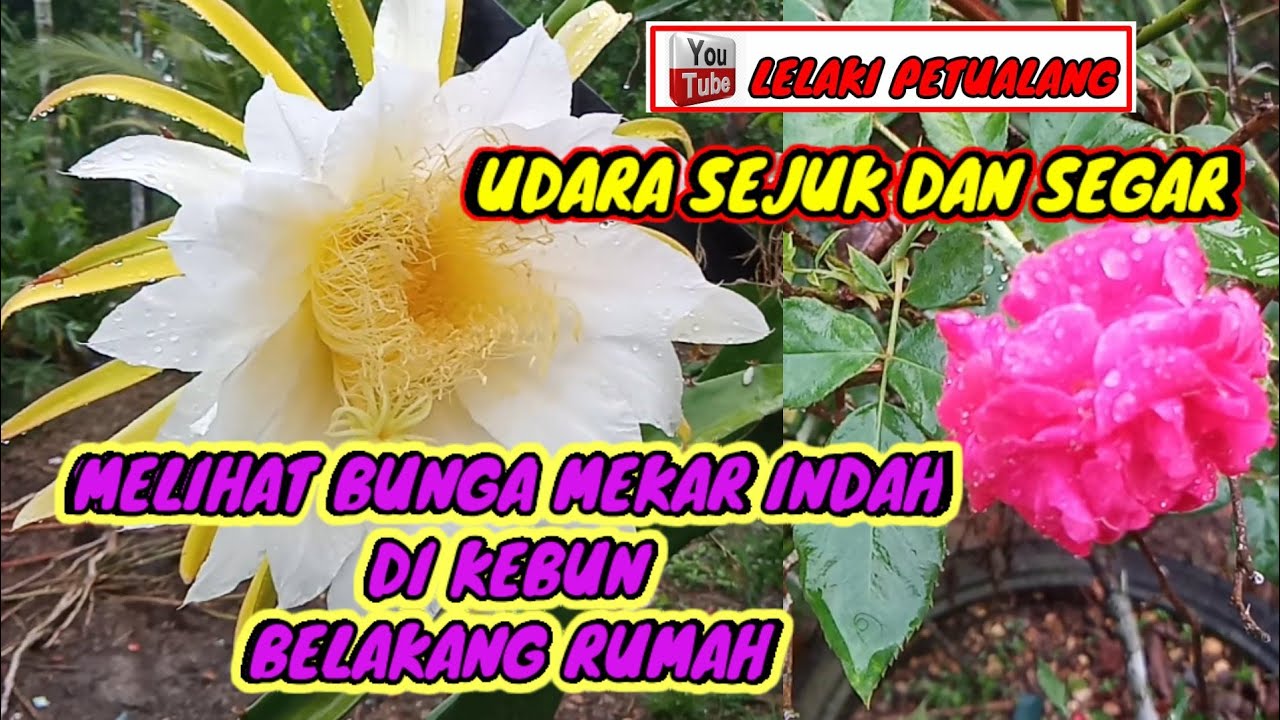 INDAHNYA BUNGA MEKAR DI PAGI HARI || KEBUN BELAKANG RUMAH - YouTube
