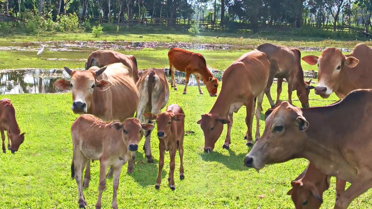 Happy cows, Healthy mother cow, her healthy calf and healthy bull ...