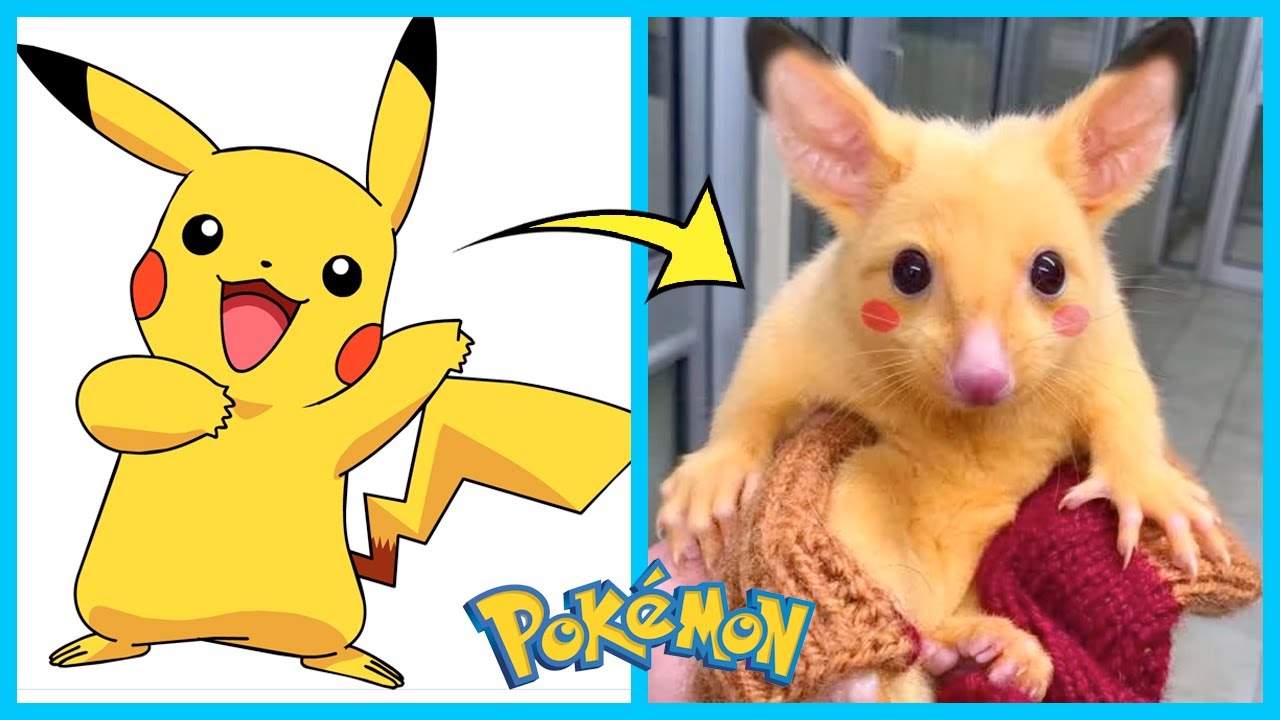 Pokemon in Real Life 💥 Main Characters @PuppyShow - YouTube
