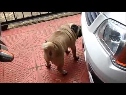 Pug Peeing Infront Of Car