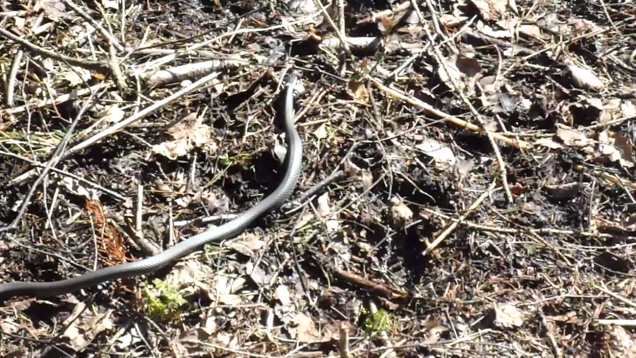 Lithuanian Grass snake - YouTube
