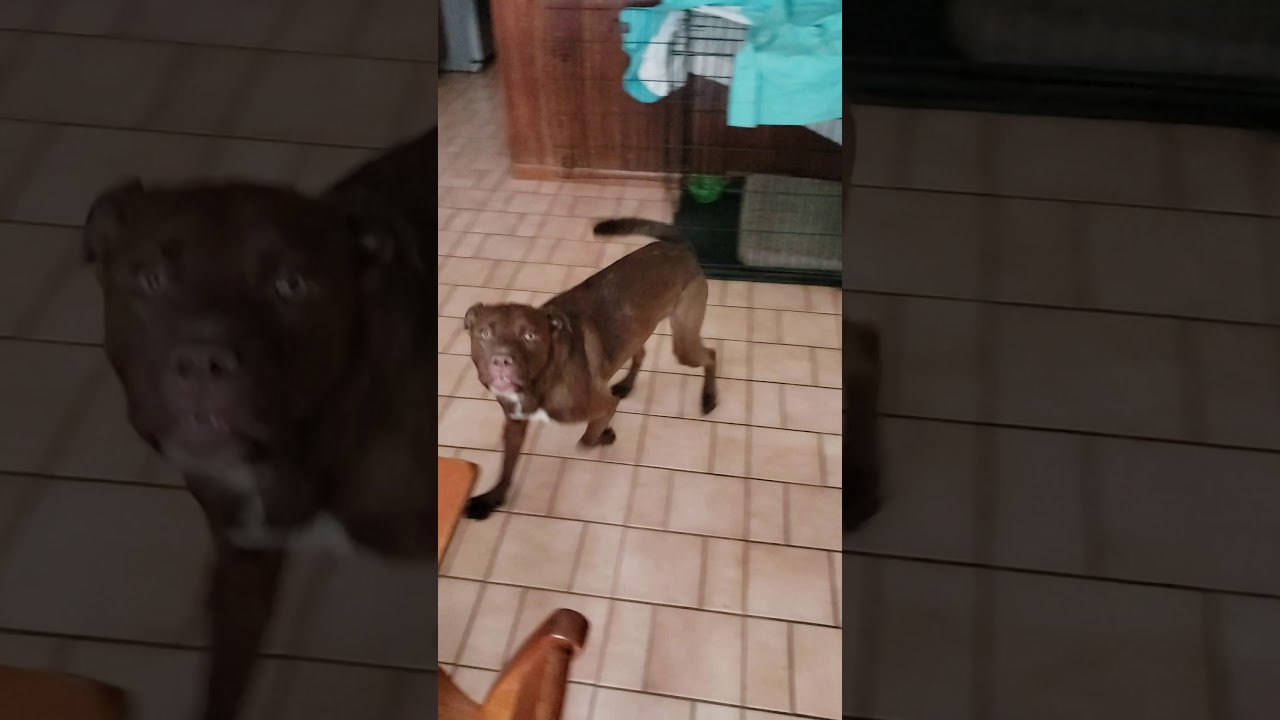 Episode 1....Schneider dog fun - YouTube