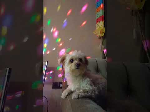 📢 Uyarı: Bu Video Aşırı Şirinlik ve Kolbastı İçerir! 😍🪗 #yavruhayvanlar #pets  #köpekler #animals