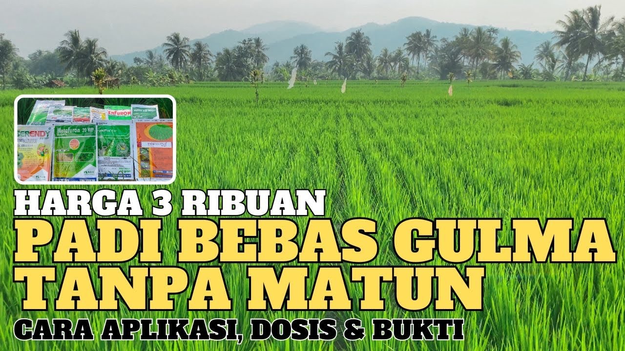 Cara cepat membasmi mematikan gulma tanaman padi tanpa matun,herbisida ...