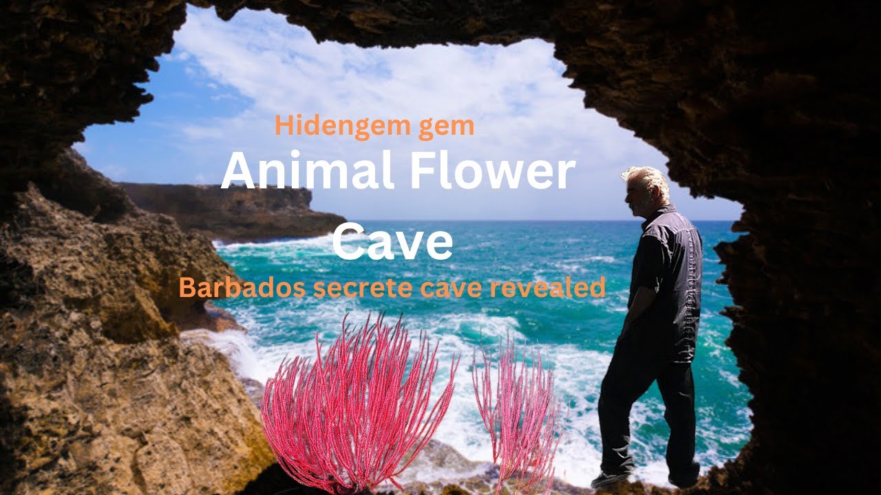 Animal Flower Cave: The Secret of Animal Flower Cave: Discovering ...