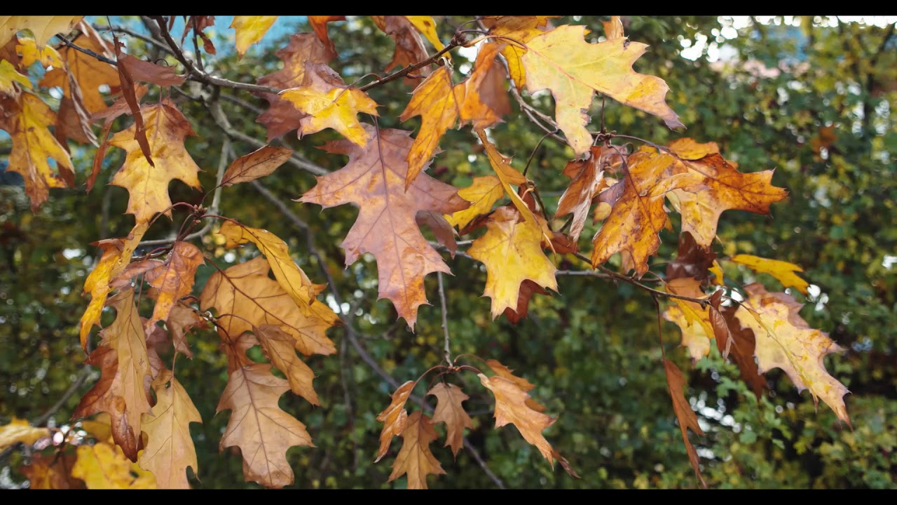 2 hours of Wind Rustling Leaves. Relaxing, Soothing, Calming - YouTube