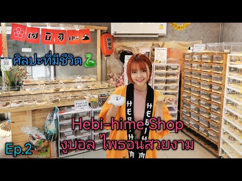 Hebi-hime​ Shop(งูบอล ไพ​ธ​อน​สวยงาม🐍)​Ep.2​