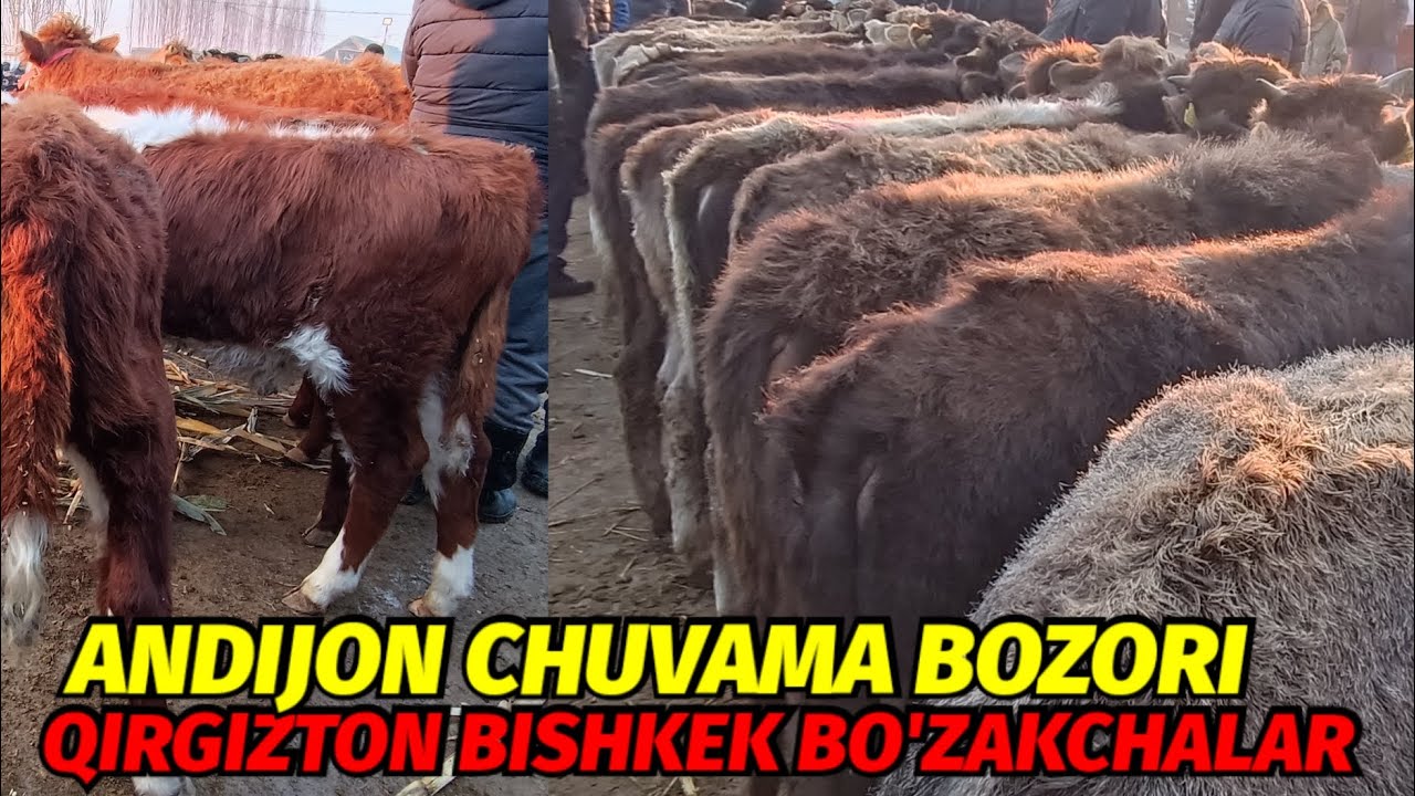 ANDIJON IZBOSKAN CHUVAMA CHORVA MOL BOZORI MAYDA KO'CHAT BO'ZAKCHALAR ...
