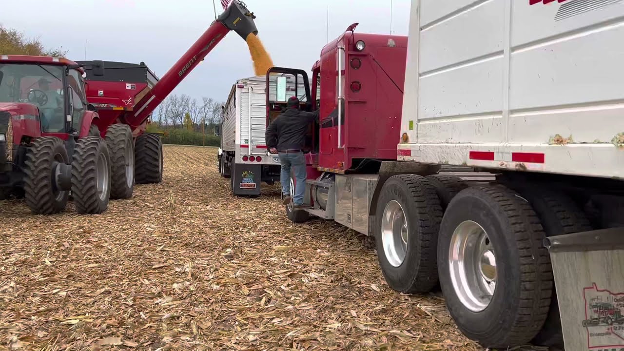 Goebel Farms Corn Harvest 2021. Cottage Grove, MN - YouTube