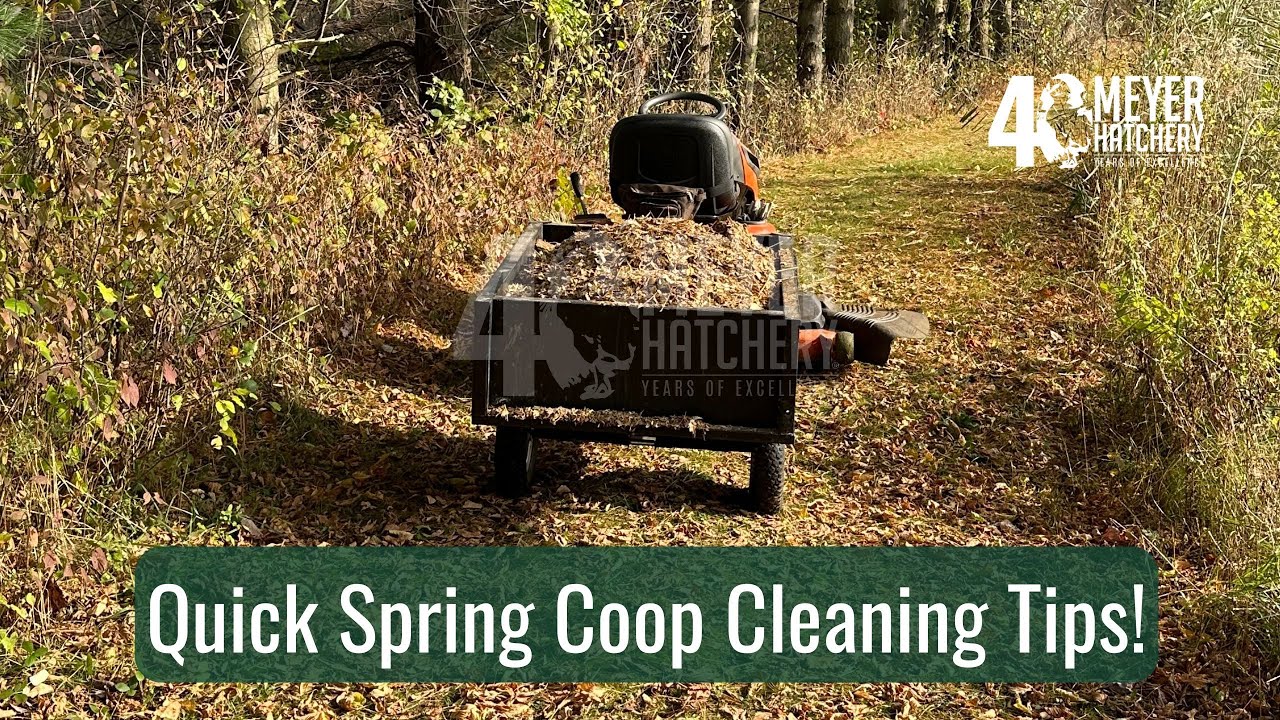 Quick Spring Cleaning Tips For Your Coop! - YouTube