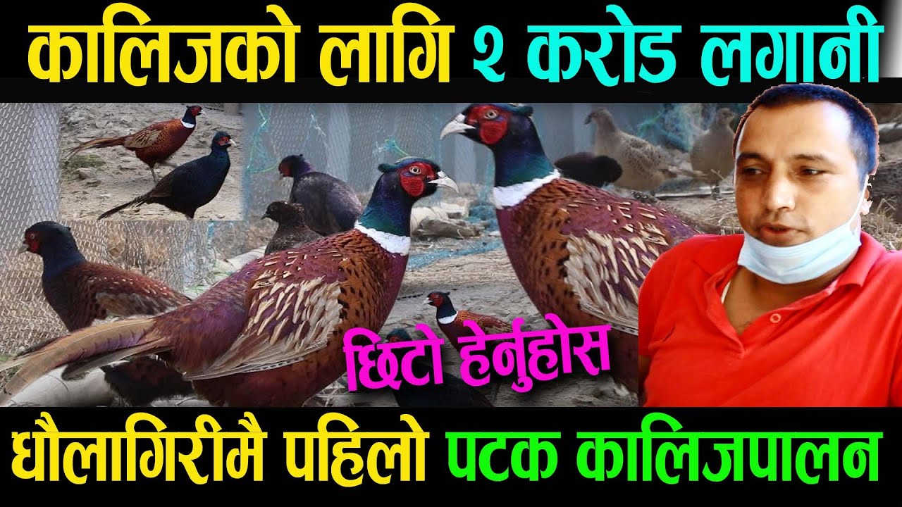 कालिजसंग रमाउदै पर्वतका व्यवसायी, २ करोड लगानी | Kalij farm in parbat ...