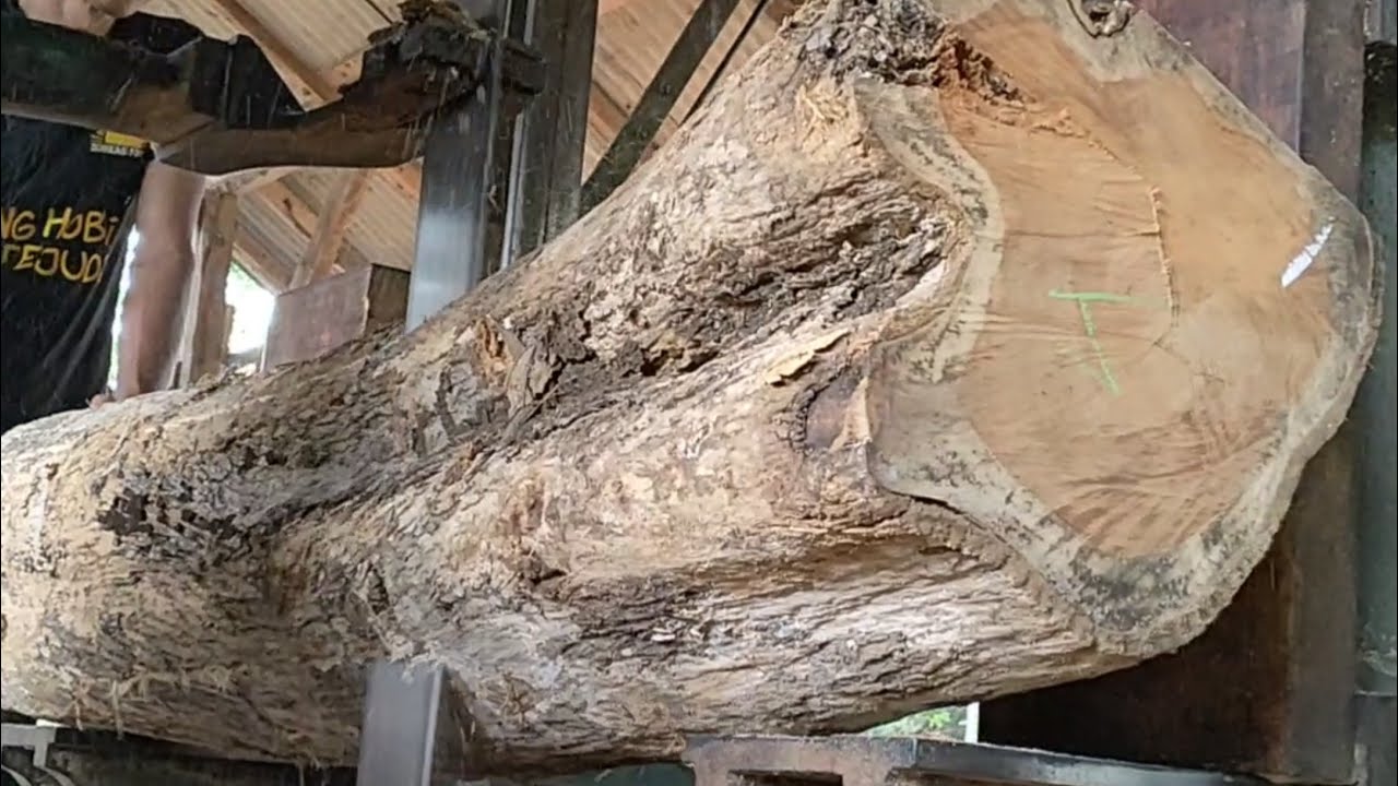 Mengubah log jati menjadi bahan balok dan lembaran furniture di gergaji ...