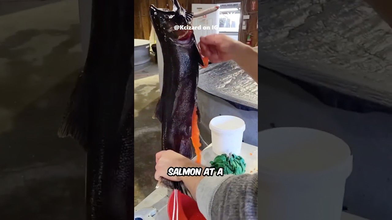 Artificial Salmon Breeding Explained - YouTube