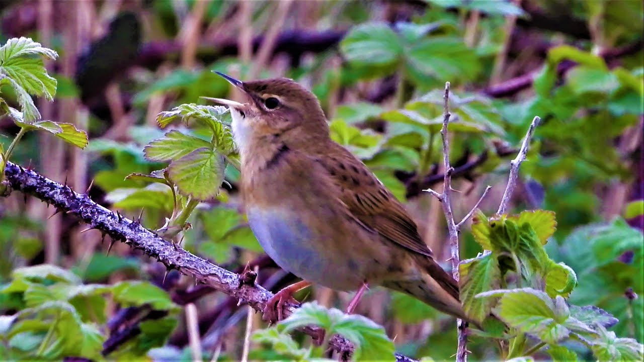 Grasshopper Warbler Reeling Calling Singing ♫ Songbird ♫ Song Call ...