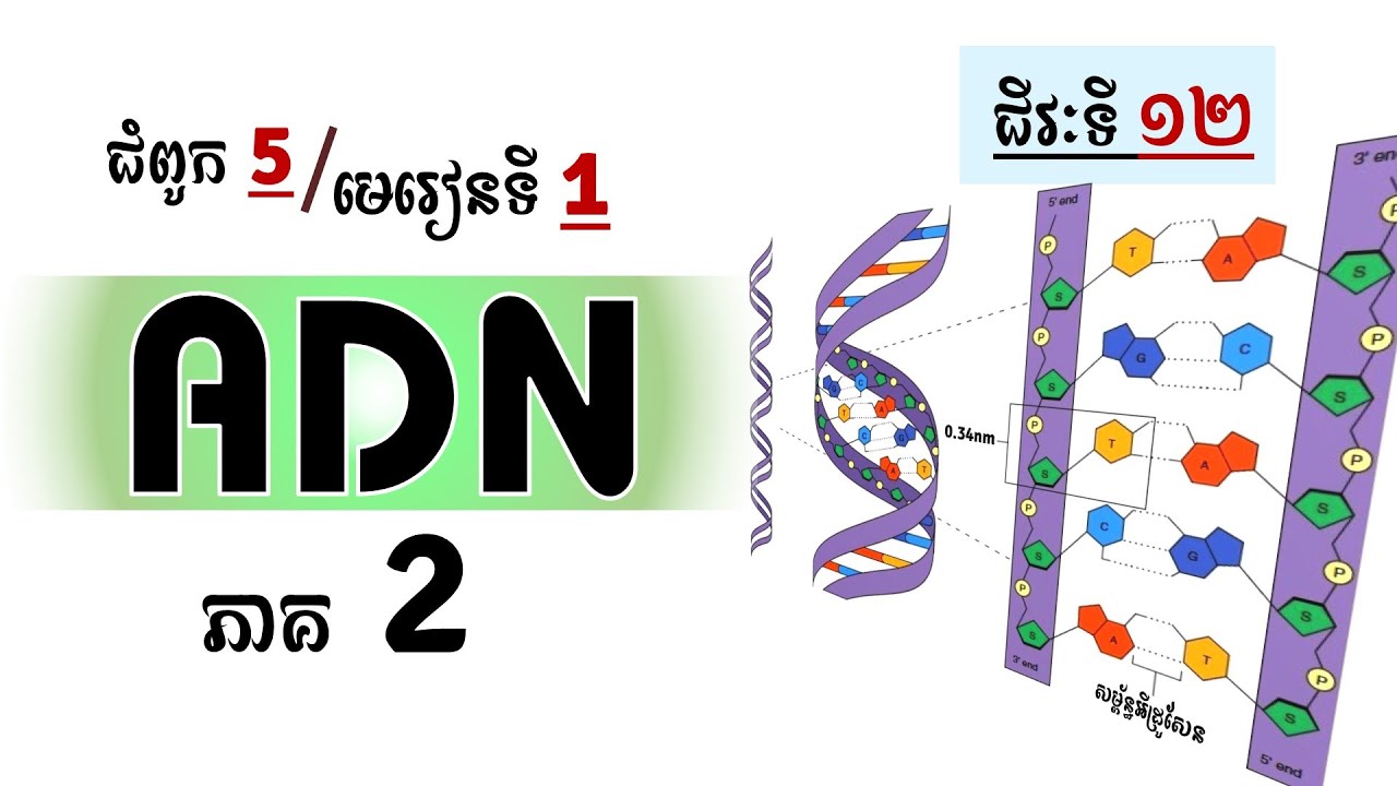 ADN ជាព័ត៌មានសេនេទិច (ភាគ២ ថ្មី) - YouTube