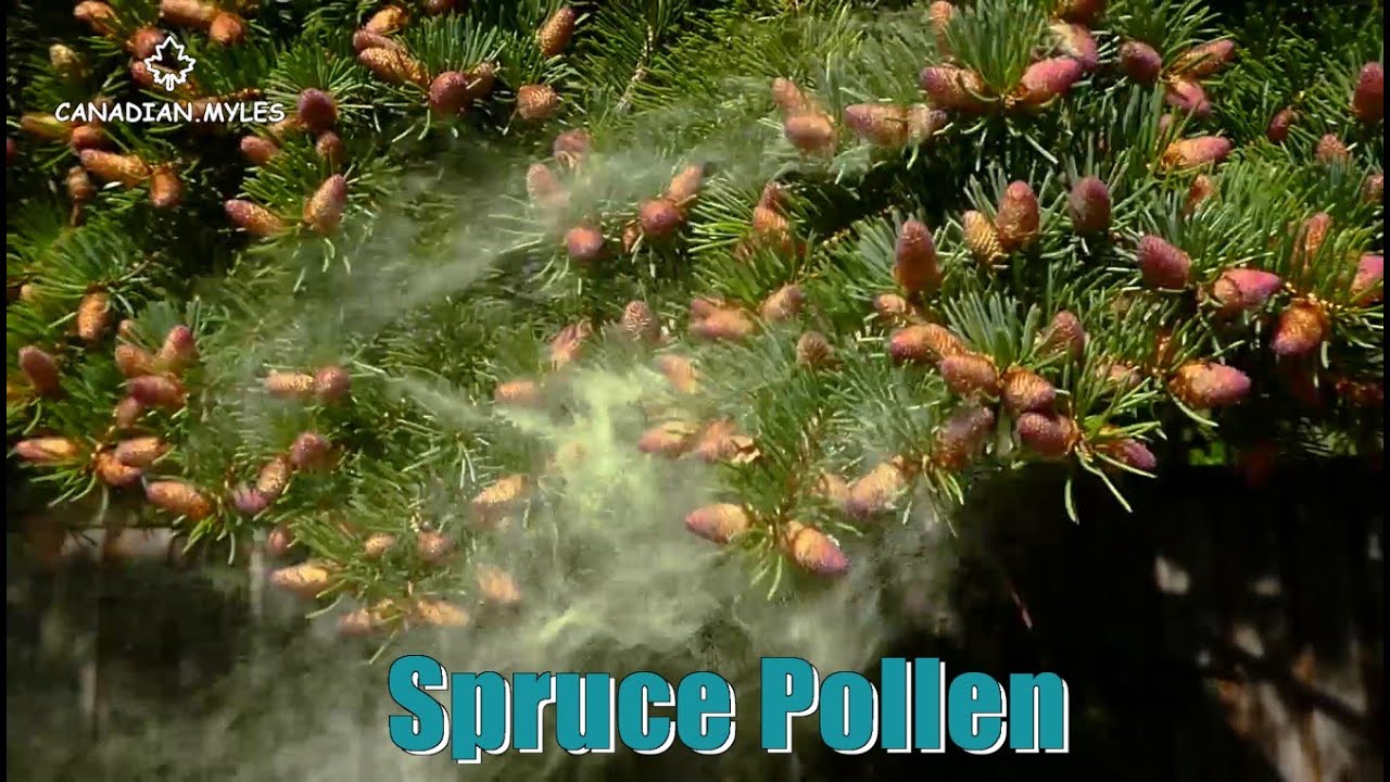Spruce Pollen (Picea) - YouTube