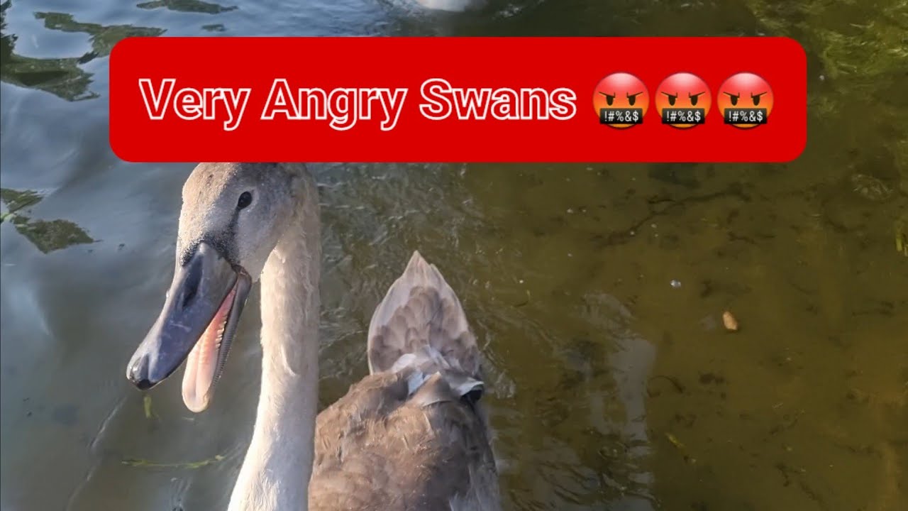 Very Angry Swans 🦢 | Hissing Like Mad 🤬🤬🤬 - YouTube
