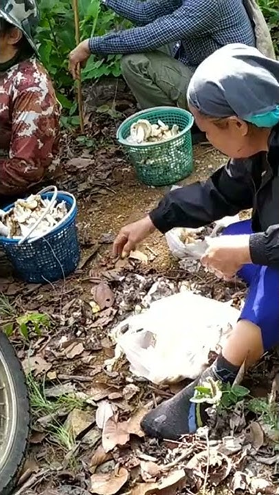 มาเข้าป่าหาเห็ดด้วยกันจร้า - YouTube มาเข้าป่าหาเห็ดด้วยกันจร้า - YouTube