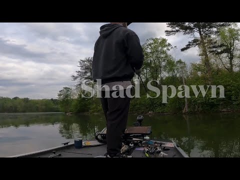 Shad Spawn Tips - YouTube
