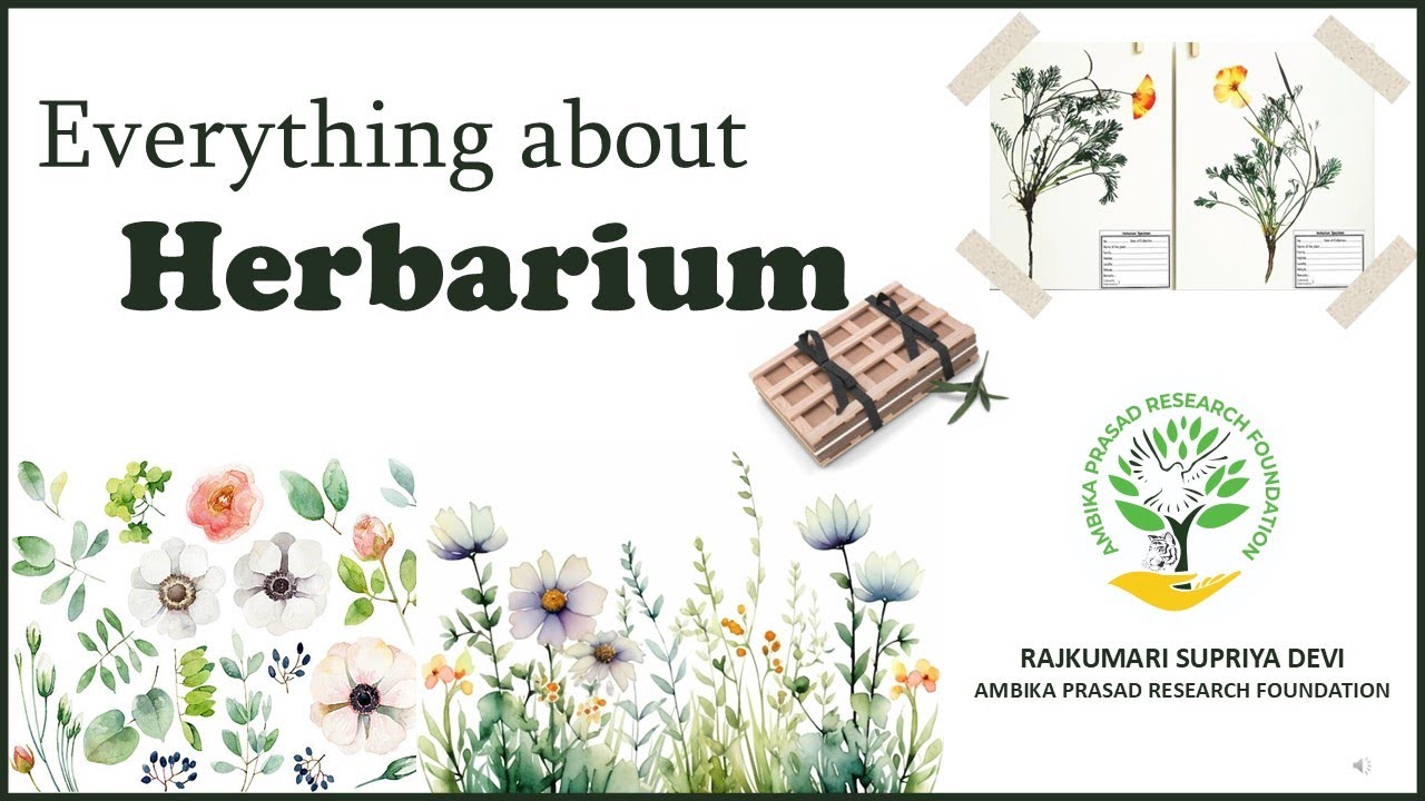 Herbarium Preparation: A Vital Tool for Botanists, Conservationists ...