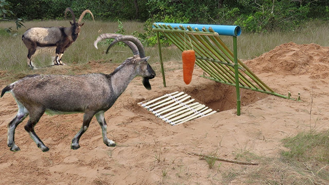 Wild Goat Trap Technology Learning to make wood Goat trap - YouTube
