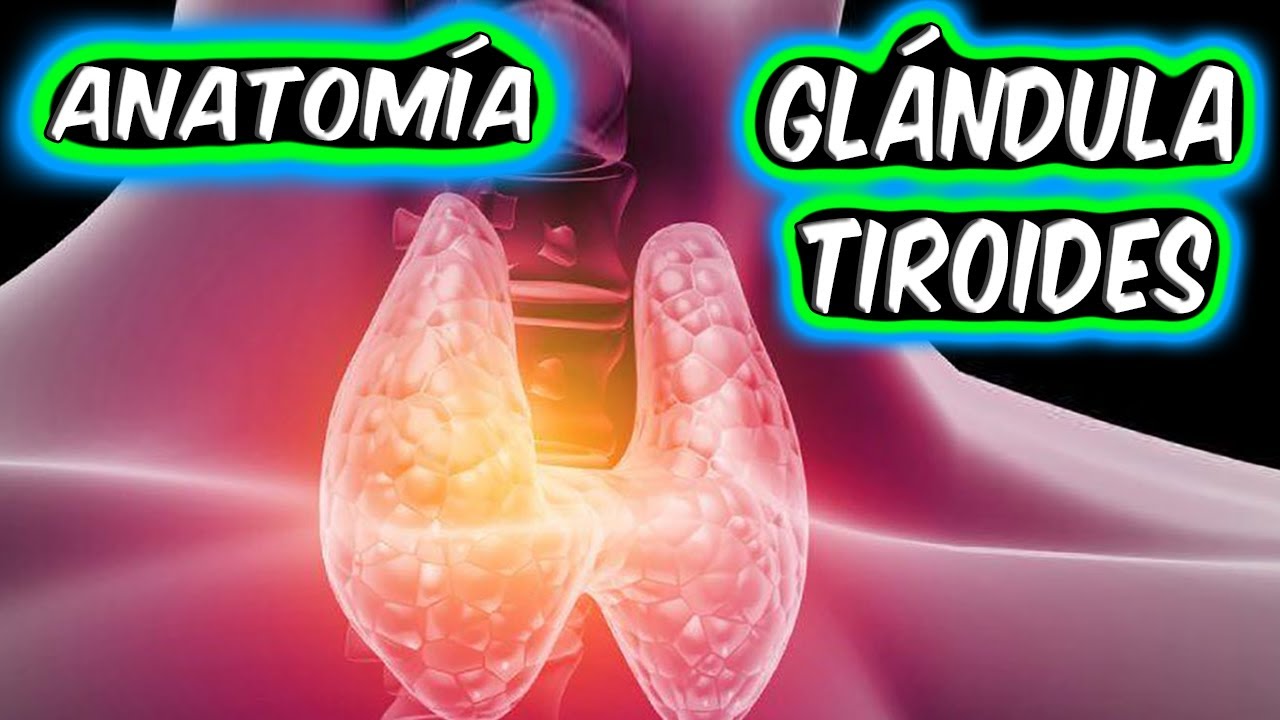 Anatomía De La Glándula Tiroides Glándula Tiroides: Anatomía,