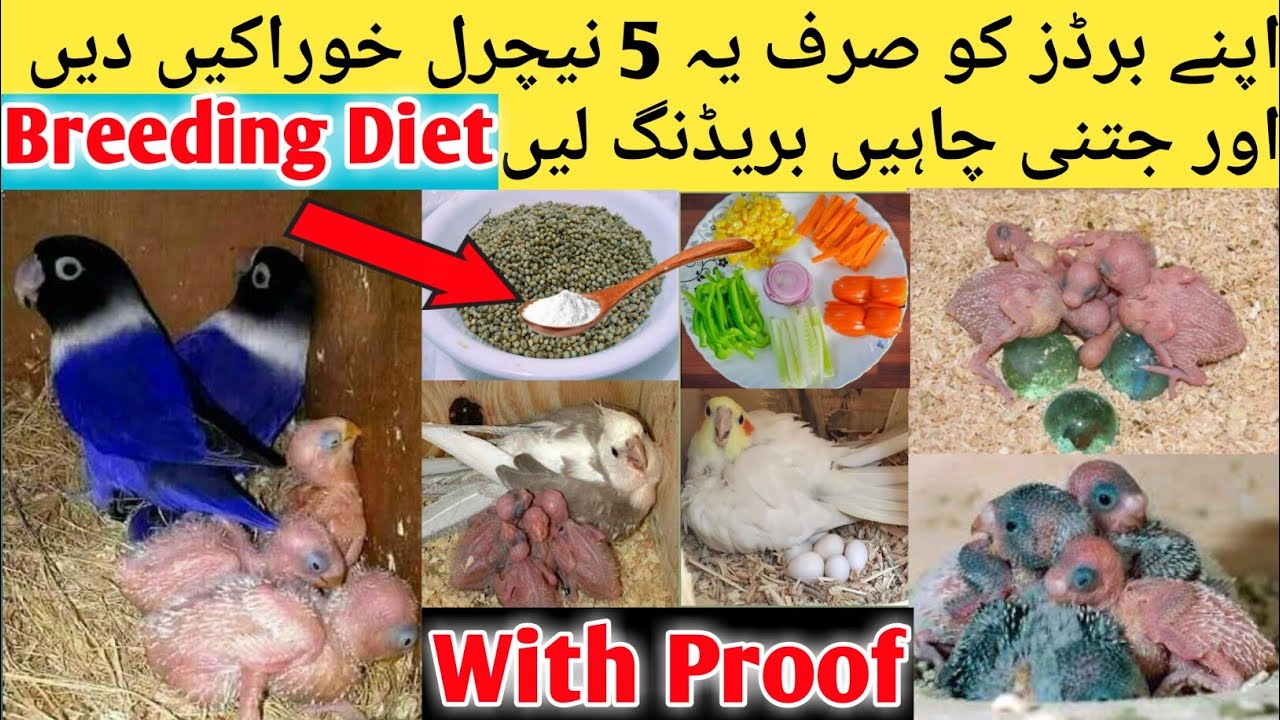 Birds 5 Natural Top Class Breeding Foods l Birds Best Breeding Food l ...