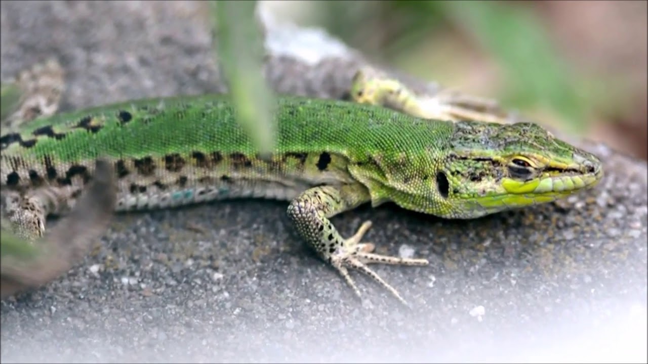 Allochtonous Italian ruin lizards (P. siculus campestris) from Arco (TN ...