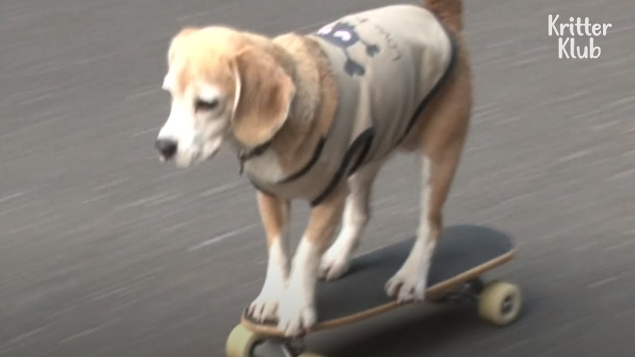Wish I'm Half Cool As This Skateboarding Beagle Dog.. (Tears) | Kritter ...