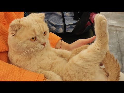 Kedi Köpek Aşılama Programında En Önemli Husus bunu bilirseniz  paranız boşa gitmez