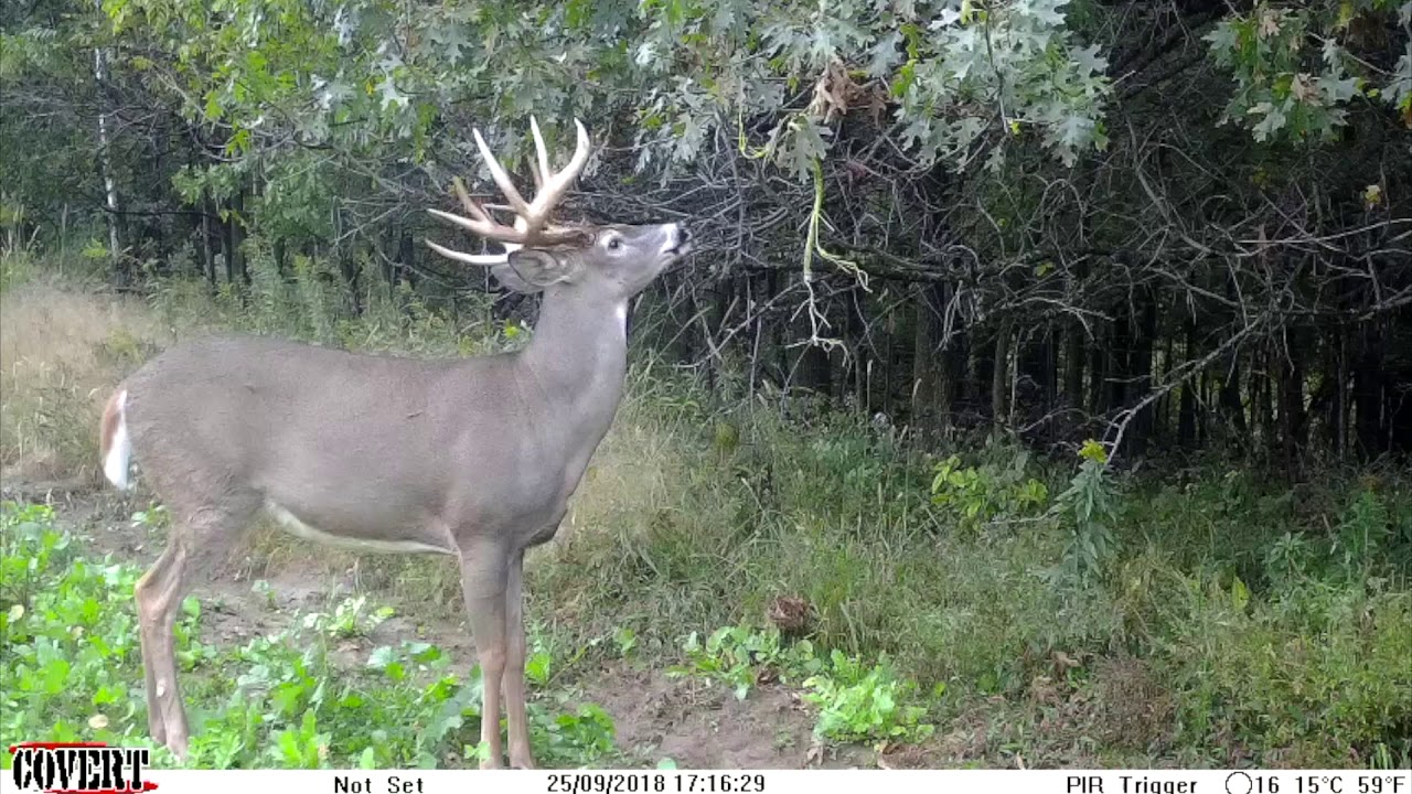 ScrapeFix Giant Buck on Scrape - YouTube