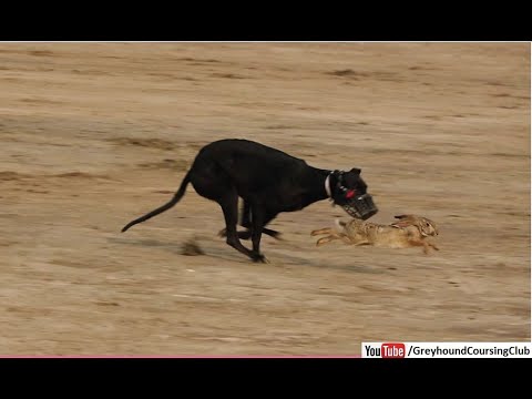 new season greyhound coursing race video - YouTube
