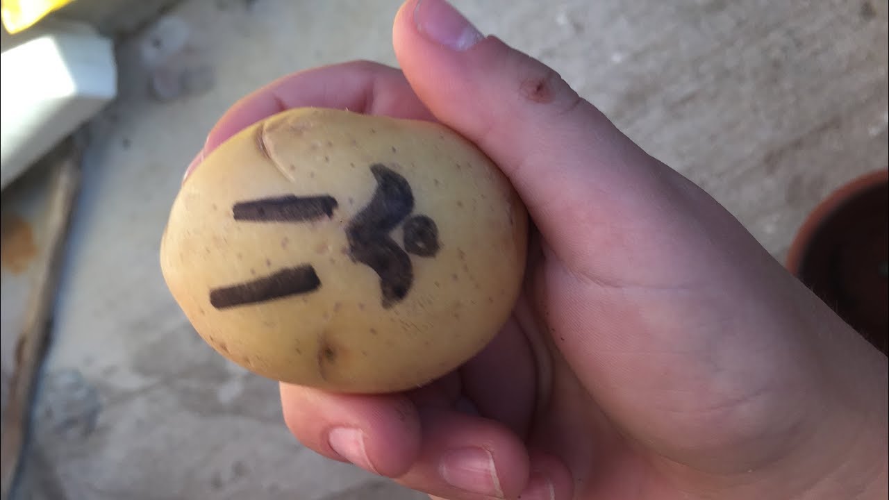 How to plant your potato Bob!! - YouTube