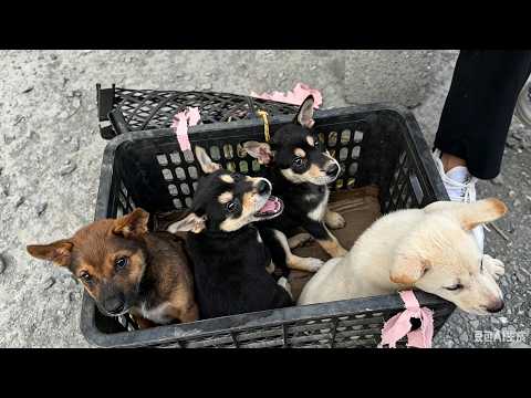帮村里老人挑选田园犬，顺便看看湘西有特色的集市，逛一次，就能涨知识【乡野志刚】