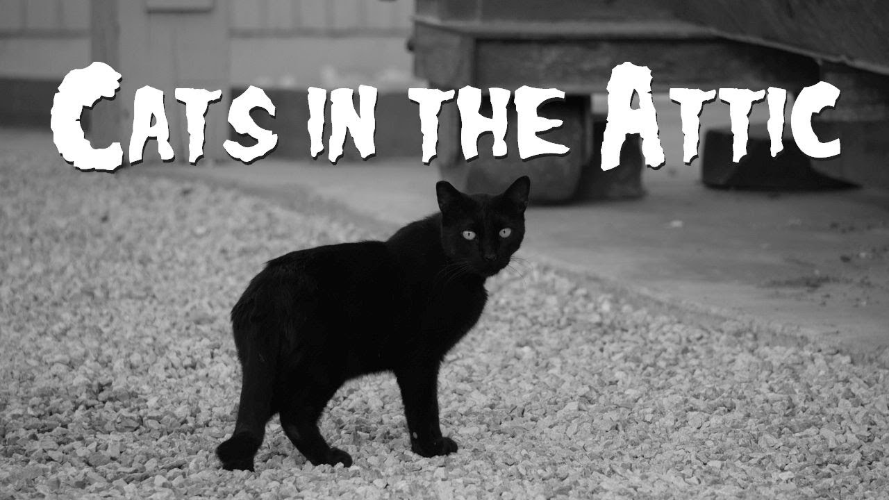 Cats in the Attic & Updates - YouTube