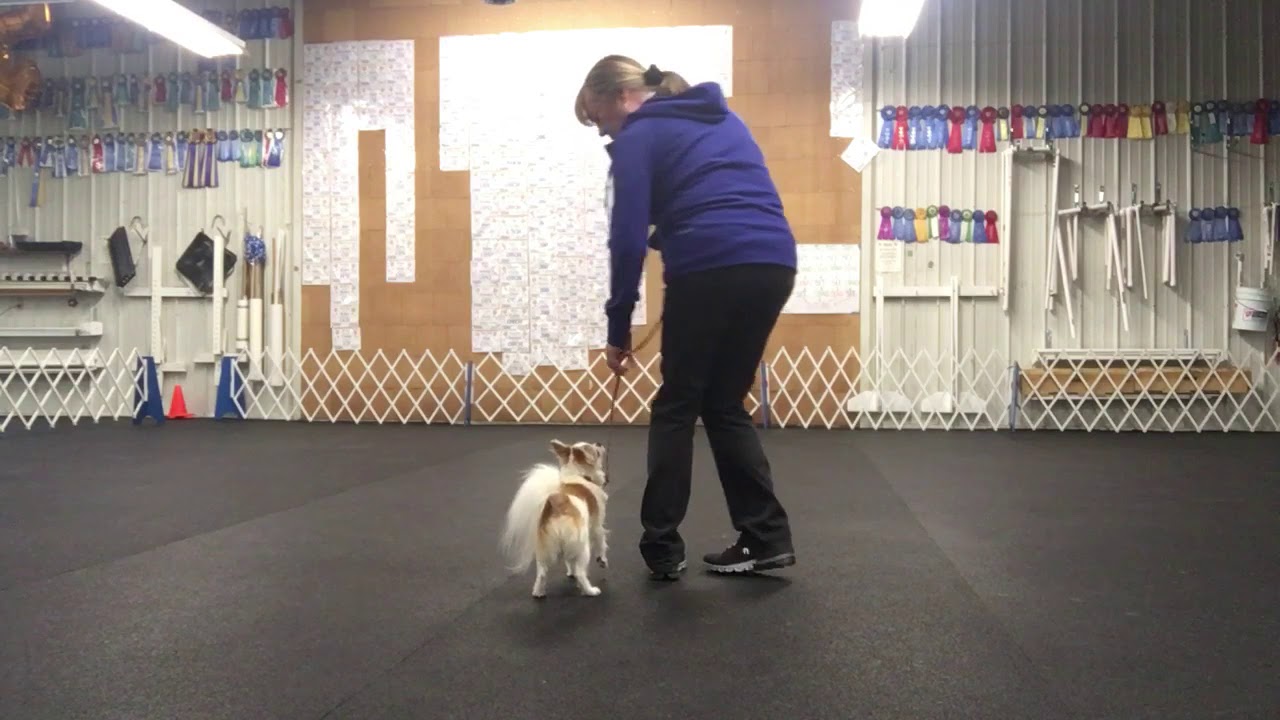 Footwork & pivots with dog - YouTube