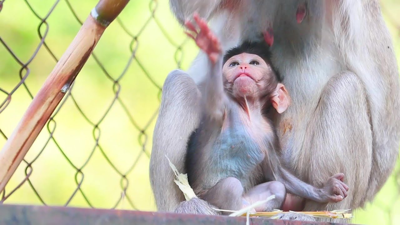 Monkey Actions's broadcast | Day 052 EP 03 | - YouTube