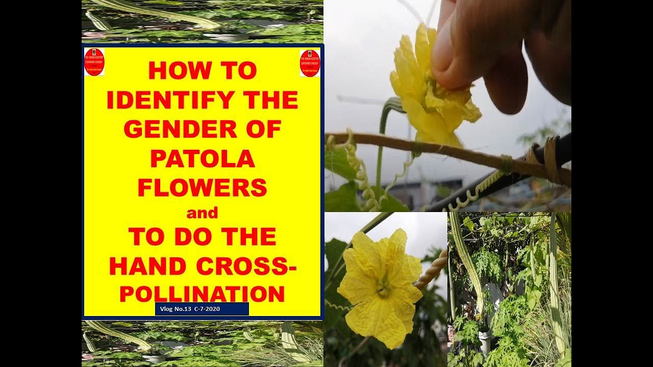 How to Identify the Gender of Patola Flowers and to Do the Manual Hand ...