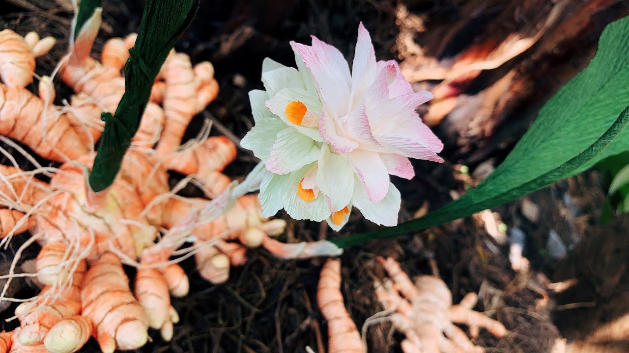ABC TV | How To Make A Turmeric Paper From Crepe Paper - Craft Tutorial ...