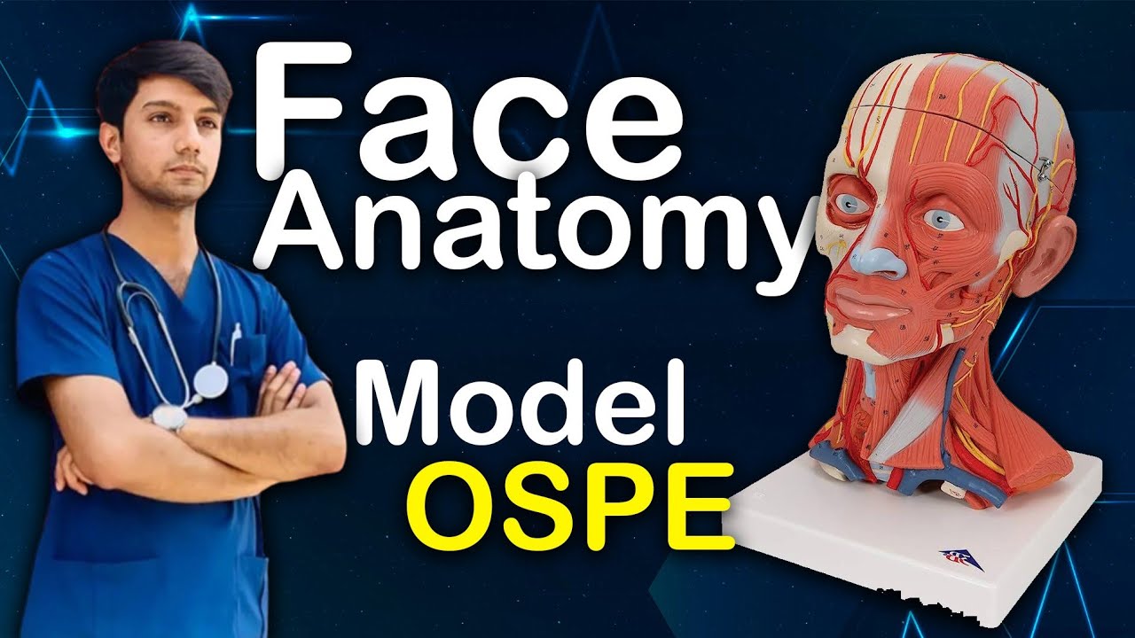 Face and neck model ,ospe , Muscles, Arteries and Nerves - YouTube