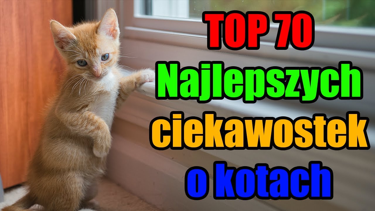 TOP 70 Najlepszych ciekawostek o kotach - YouTube