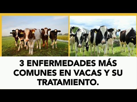 3 Enfermedades más comunes en vacas(bovinos) 🐄🐮y sus tratamientos. # ...