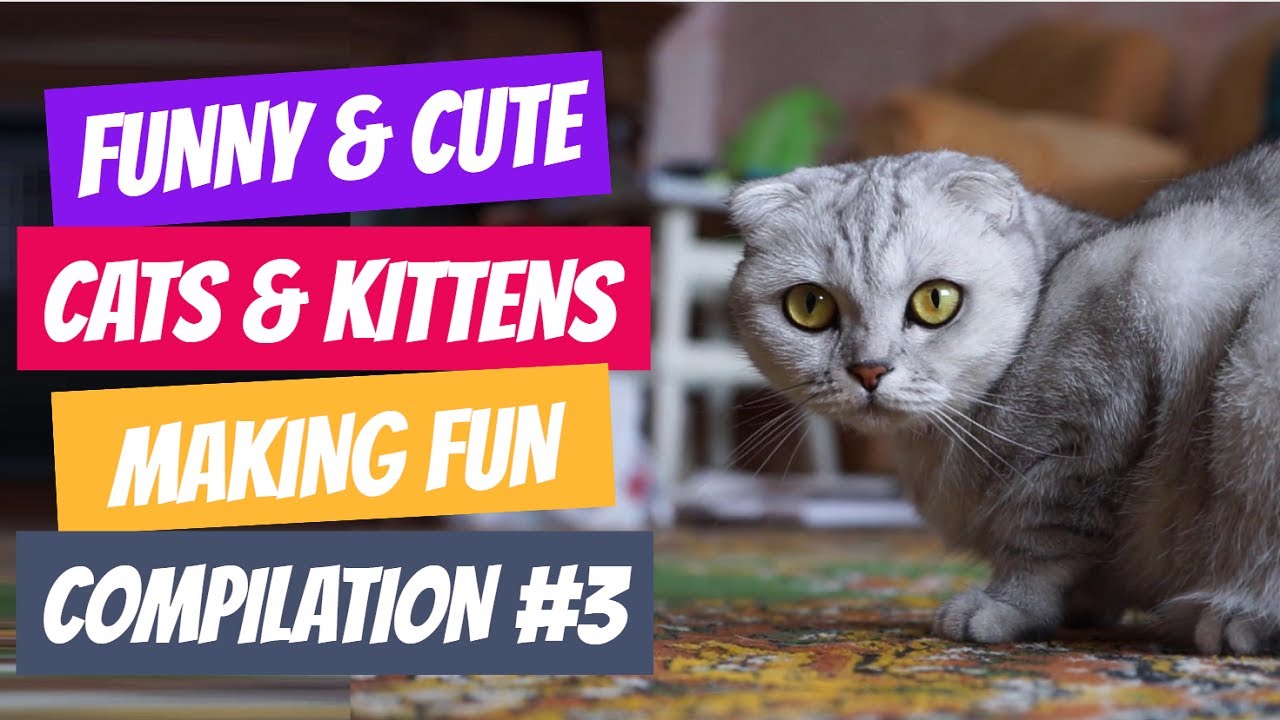 Cute and Funny Cat Videos | Cats Having Fun | Compilation #3 - YouTube